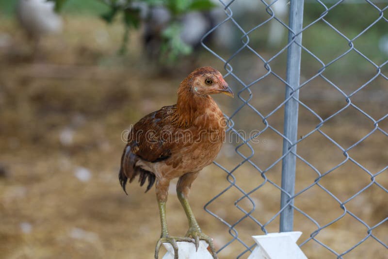 The Baby Fighting Hen in Farm at Thailand Stock Photo - Image of ...