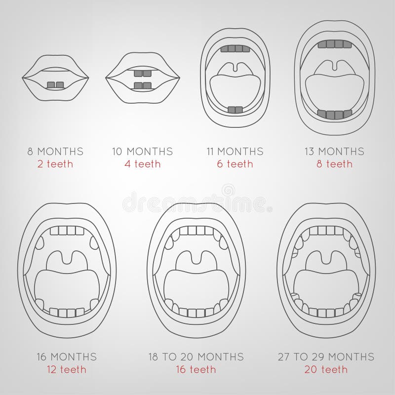 Teeth chart tooth stock vector. Illustration of dental - 84523195