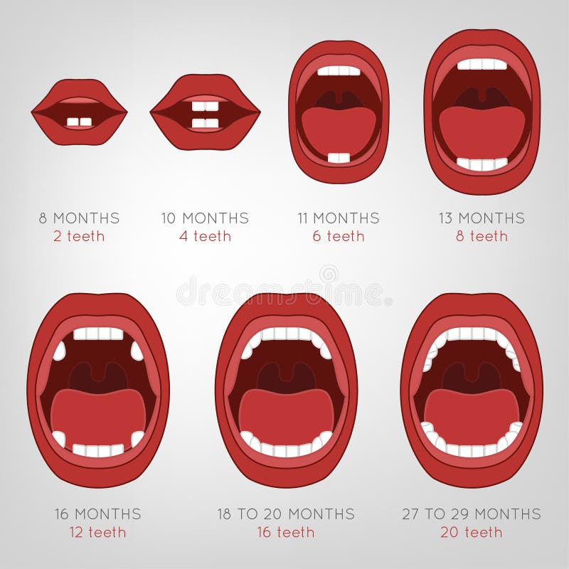 Teeth chart tooth stock vector. Illustration of dental - 84523195