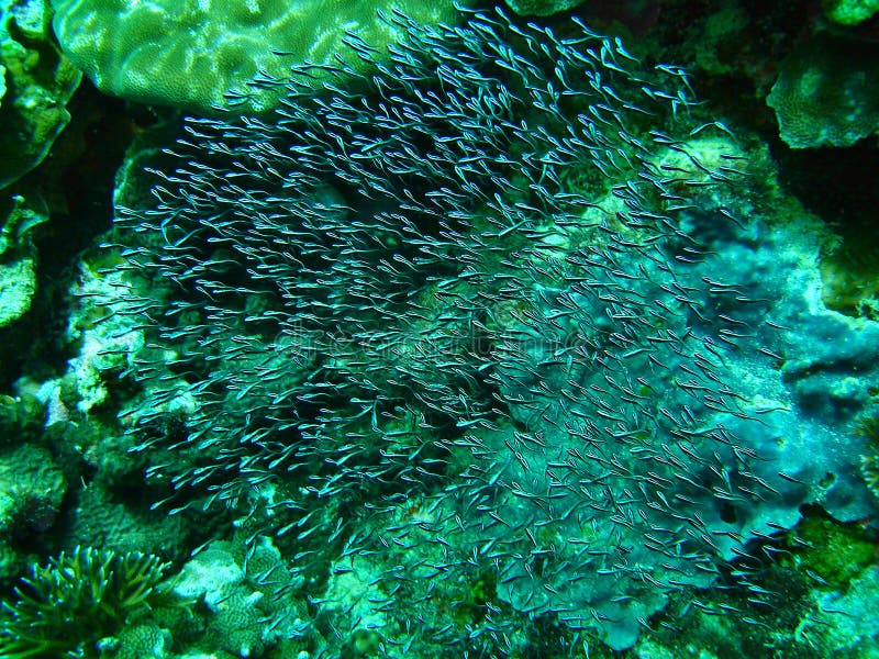 Baby fish stock photo. Image of wildlife, small, nature - 9771362