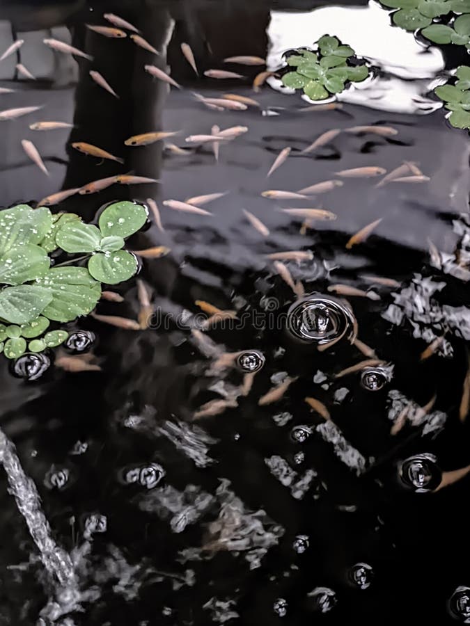 Baby fish in the aquarium stock photo. Image of babyfish - 316915862