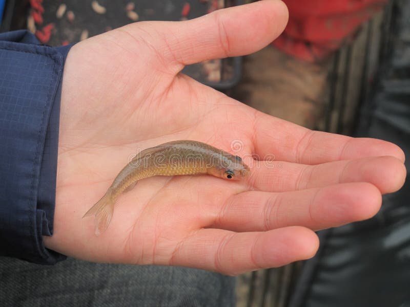 Super Tiny Fish stock photo. Image of animal, adversity - 23333986