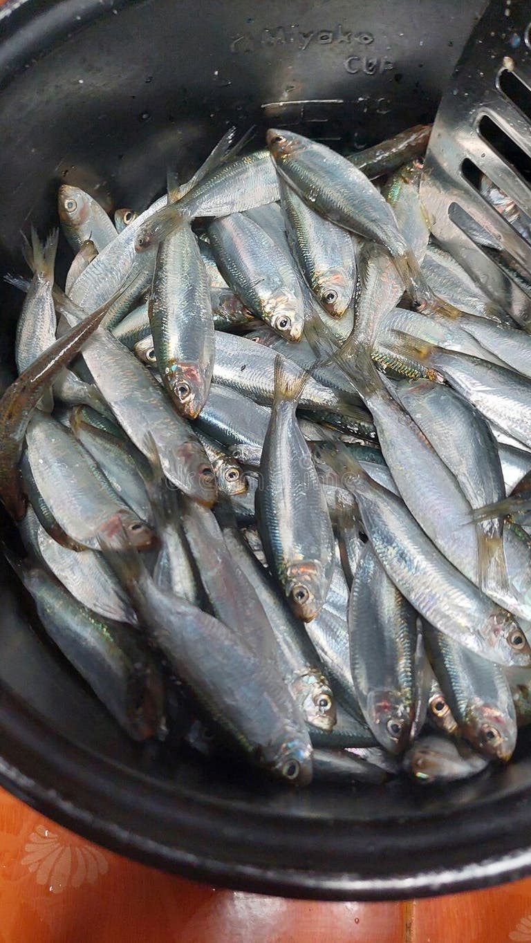 Mening Picto Stock Photos - Free & Royalty-Free Stock Photos from ...