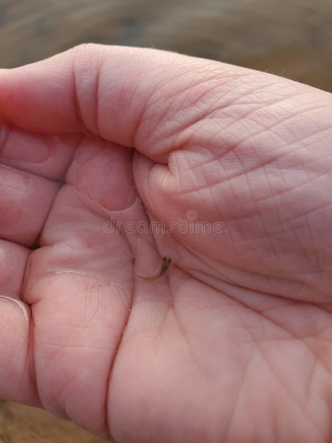 Baby Fish in the Palm of My Hand Stock Image - Image of minnow, lake ...