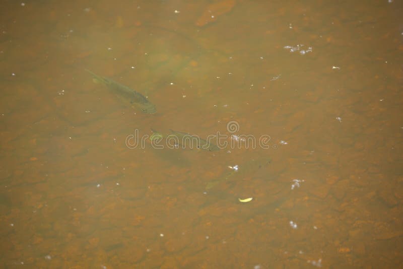 Baby Fish Swimming in Shallow Water Stock Photo - Image of nature ...