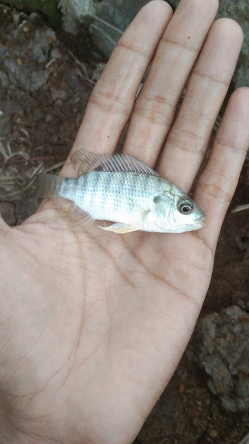 Baby fish of tilapia fish stock photo. Image of underwater - 258573170