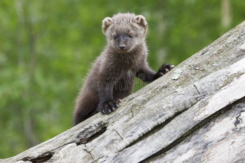 Baby Fisher stock image. Image of mammalia, mamfero, north - 36568559