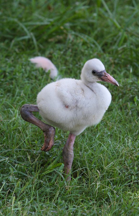 Baby Flamingo II stock image. Image of james, flamingo - 50395993