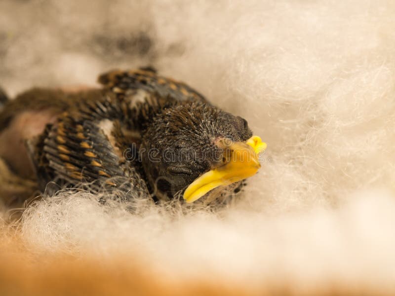 Baby Flapper Bird Sleeping stock image. Image of wild - 90014747
