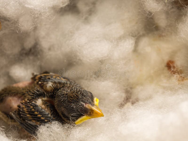 Baby Flapper Bird Sleeping stock image. Image of house - 90014761