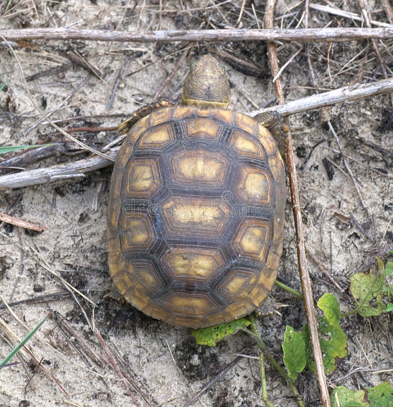 Baby Florida Gopher Tortoise Stock Photo - Image of animal, wildlife ...