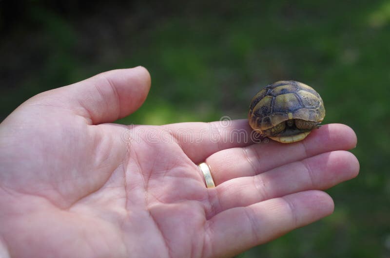 Baby Turtle Stock Images - Download 3,903 Royalty Free Photos