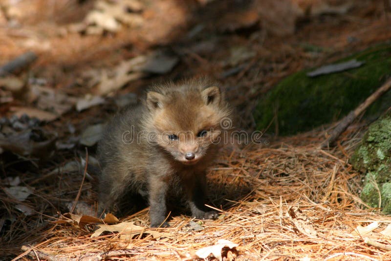 Baby fox stock photo. Image of sweet, wilderness, national - 270816
