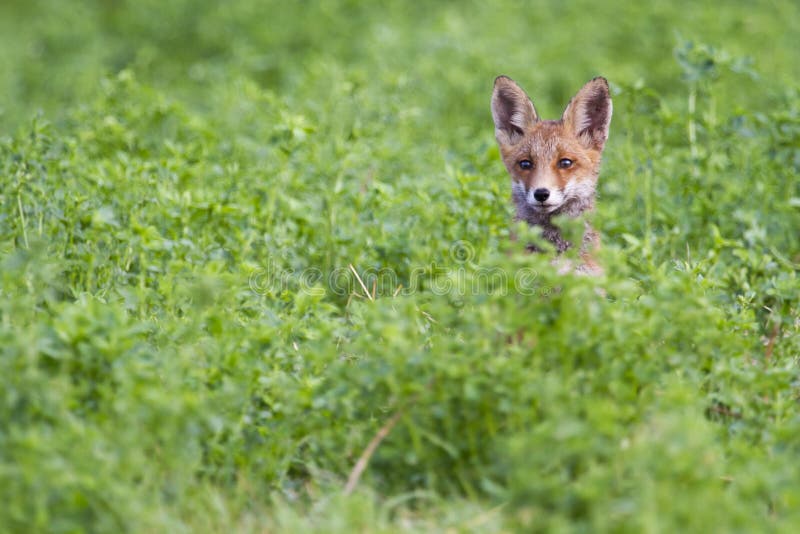Baby fox head stock image. Image of america, grey, urocyon - 55363873