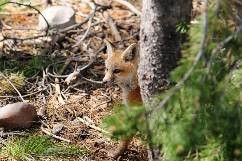 Baby Fox Hiding Behind Tree Stock Image - Image of utah, united: 6846177