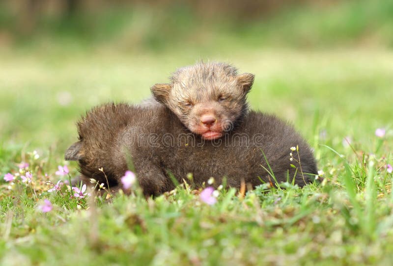 Baby fox relaxing stock photo. Image of little, offspring - 70491966