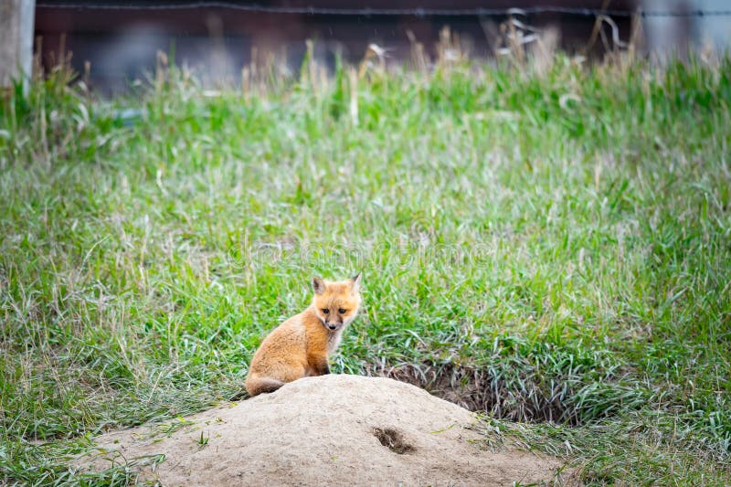 Baby Foxes stock image. Image of tail, playing, canine - 388242465
