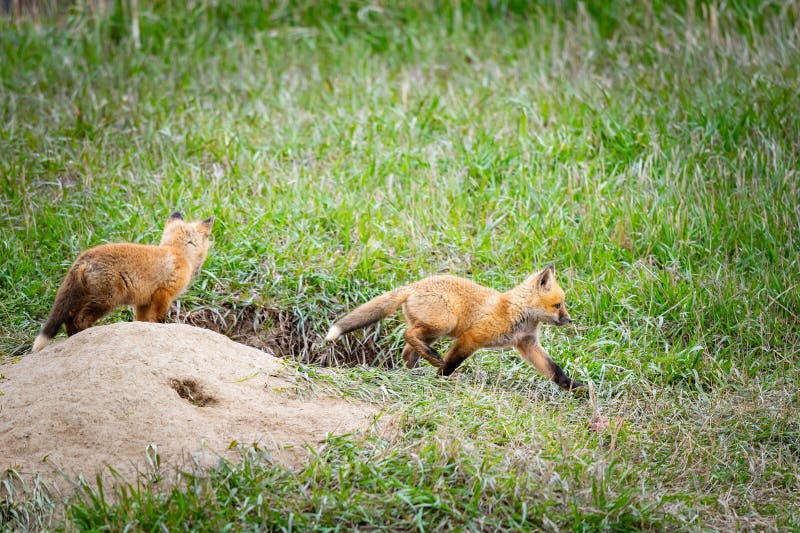 Baby Foxes stock image. Image of canid, animals, playing - 388242469