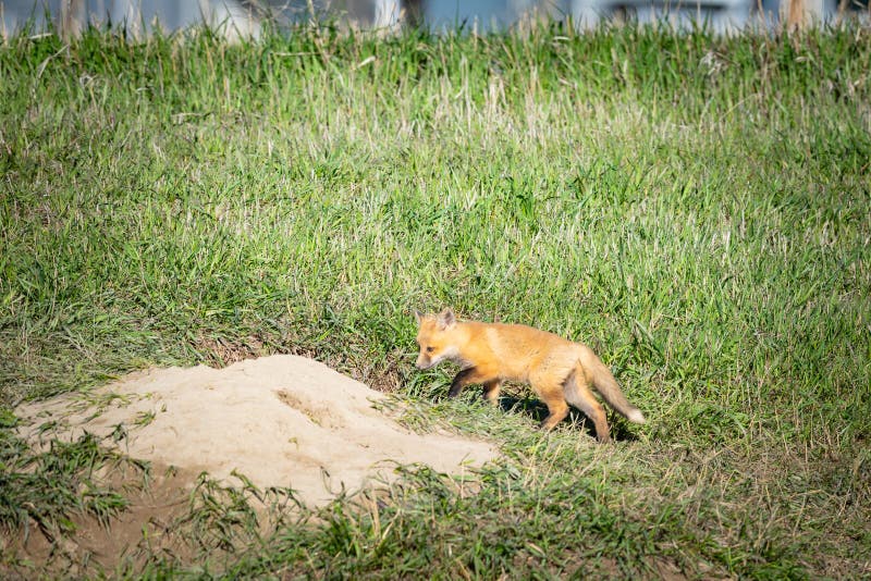 Baby Foxes stock image. Image of outdoors, brown, wild - 388242483