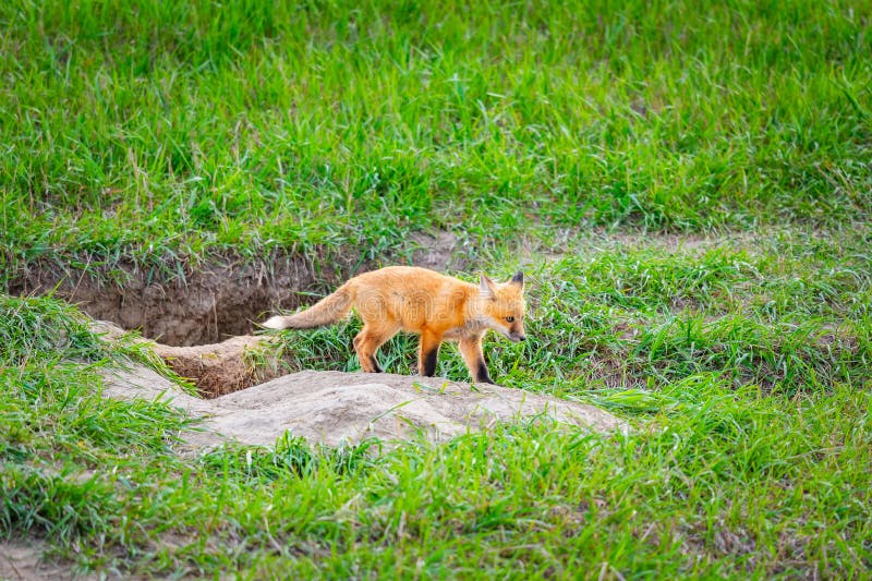 Baby Foxes stock image. Image of predator, grass, juvenile - 388242537