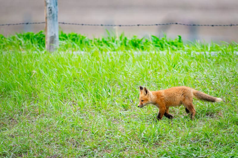 Baby Foxes stock photo. Image of playing, alberta, wildlife - 388242564