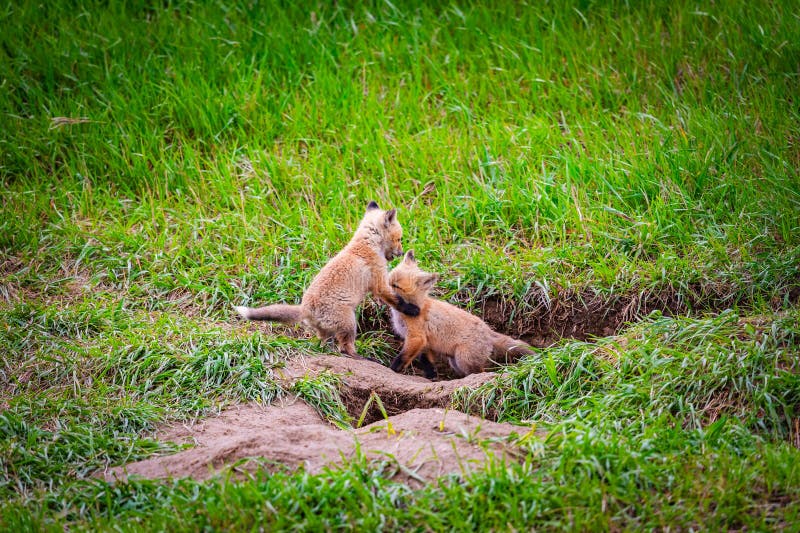 Baby Foxes stock photo. Image of brown, carnivore, young - 388242576