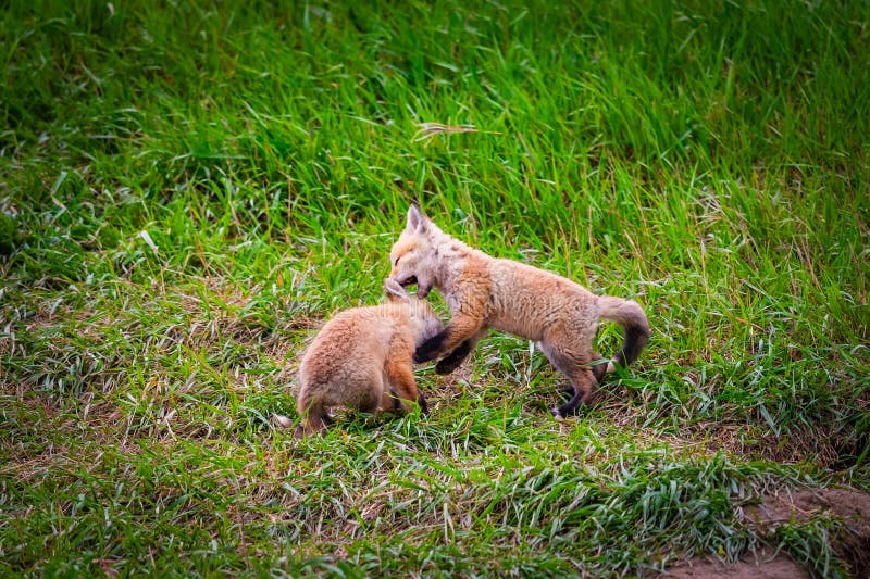 Baby Foxes stock photo. Image of animals, nature, carnivore - 388242580