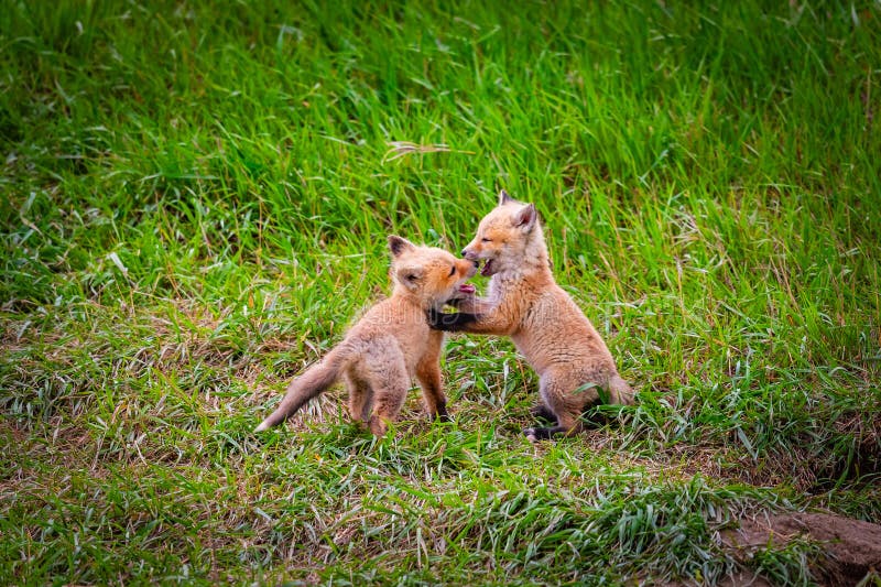 Baby Foxes stock image. Image of animals, orange, canid - 388242581