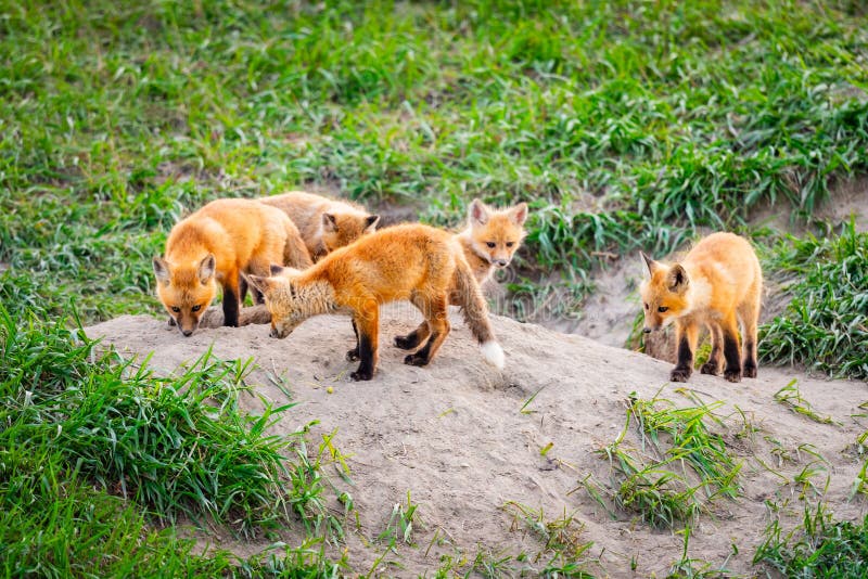 Baby Foxes stock photo. Image of outdoors, tail, predator - 388242630