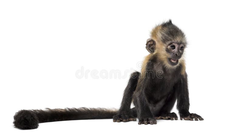 Baby Francois Langur 4 Months Stock Photo - Image of langur, breed ...