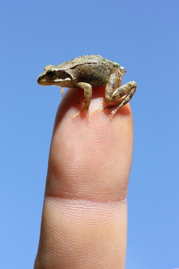 Baby in a frog outfit stock image. Image of european - 17349345