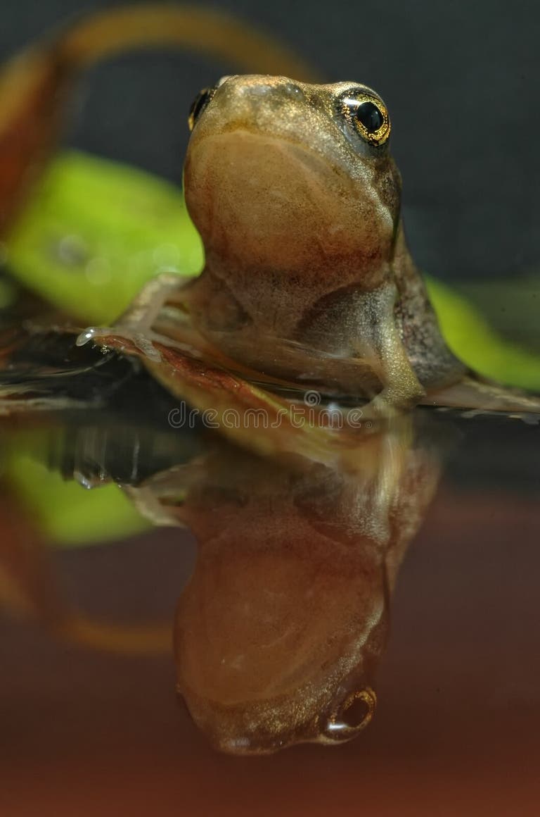 4,499 Baby Frog Stock Photos - Free & Royalty-Free Stock Photos from ...