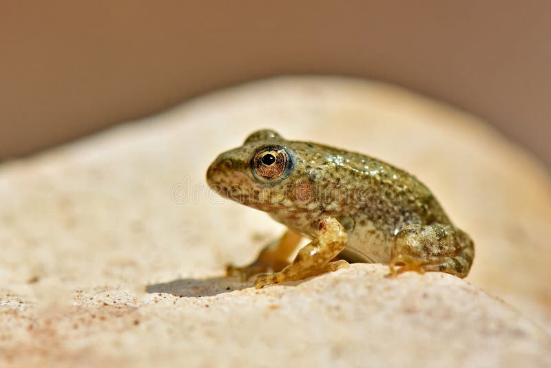 Levant Water Froglet on Rock, Cyprus Stock Image - Image of amphibia ...