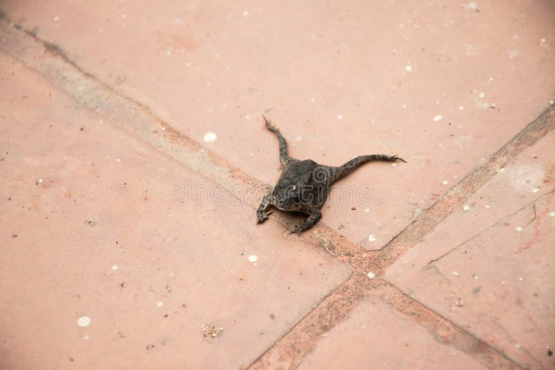 Baby Frog Looking and Stand on Floor Stock Image - Image of esculenta ...
