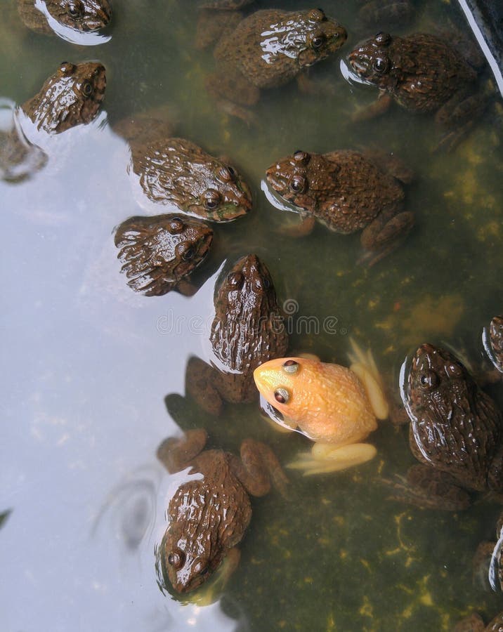Baby frog in my farm. stock photo. Image of natural, white - 95876690