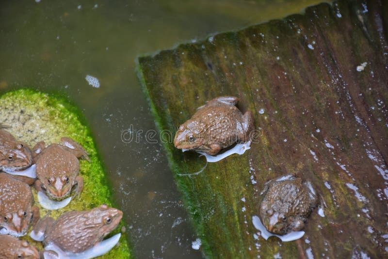 Baby frog in my farm. stock image. Image of frog, macro - 95876705