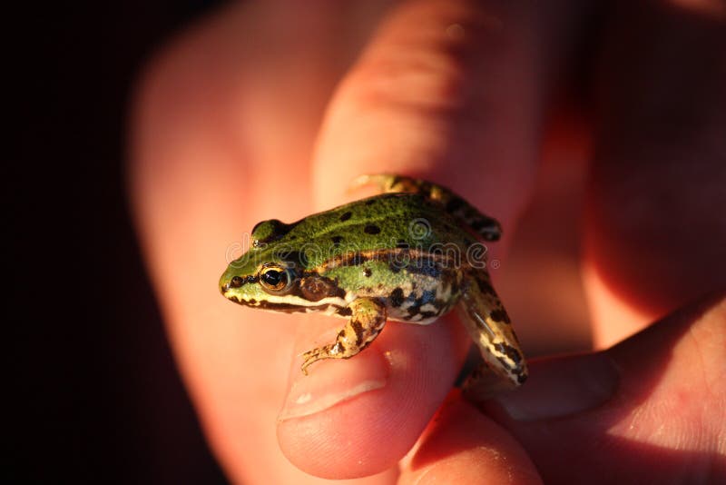 Baby frog stock image. Image of eyes, littlefrog, hands - 44706543
