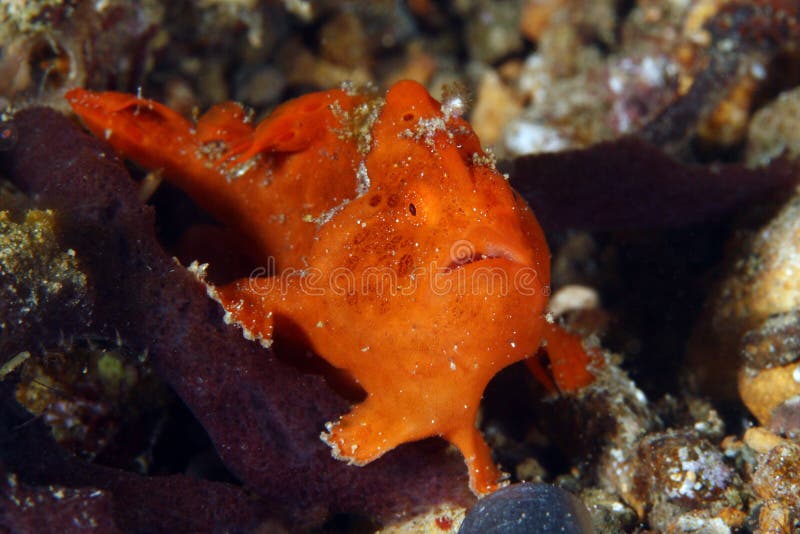 Red frogfish stock image. Image of underwater, mabul, coral - 5136071