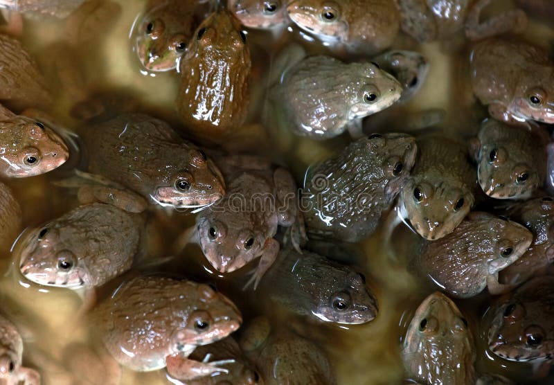 Baby Frogs bar in box. stock image. Image of tadpole - 43889257