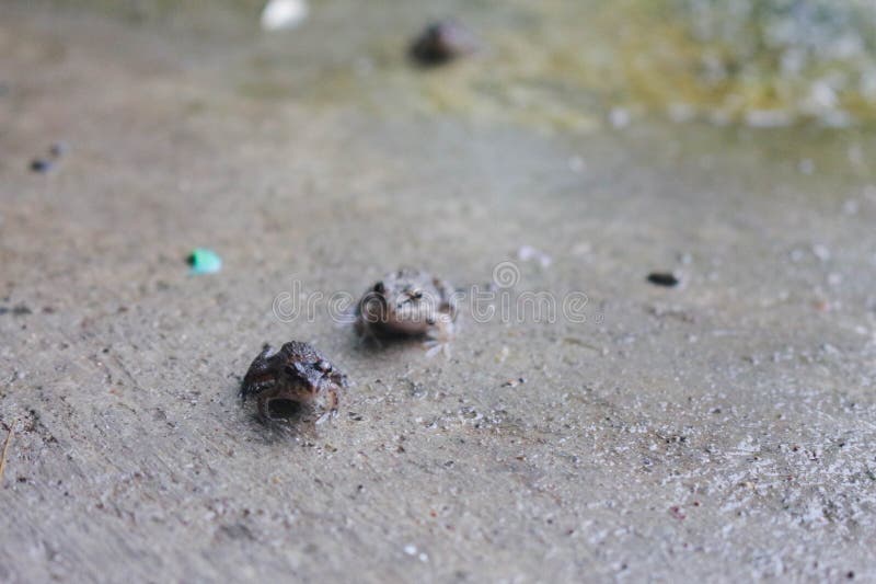 Baby Frogs 2 stock photo. Image of natural, amphibian - 385067276