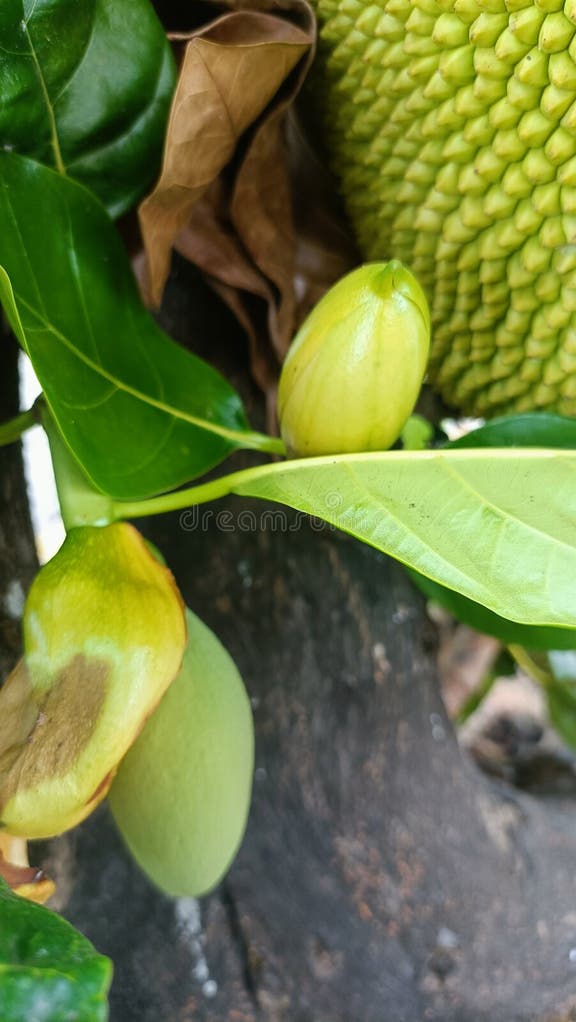 Baby Fruit, Jackfruit, Flower Jackfruit, Green Stock Image - Image of ...