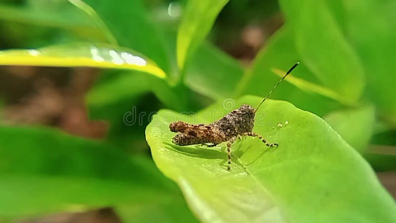 Baby Fulgorid Planthopper stock video. Video of biology - 369402607
