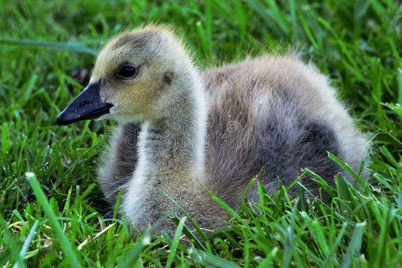 Baby-Gans stockbild. Bild von vogel, field, tier, gänschen - 103191093