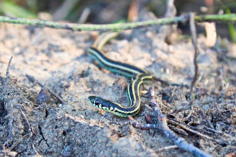 Baby Garter Snake in Hand stock photo. Image of reptile - 16992422