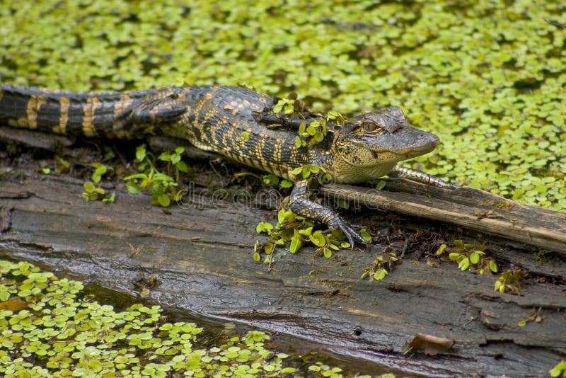 Baby Gator stock image. Image of animal, resting, alligators - 1025885