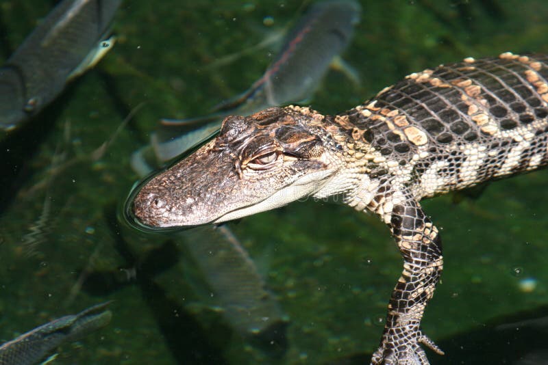 Baby Gator stock image. Image of alligator, baby, lurking - 313423