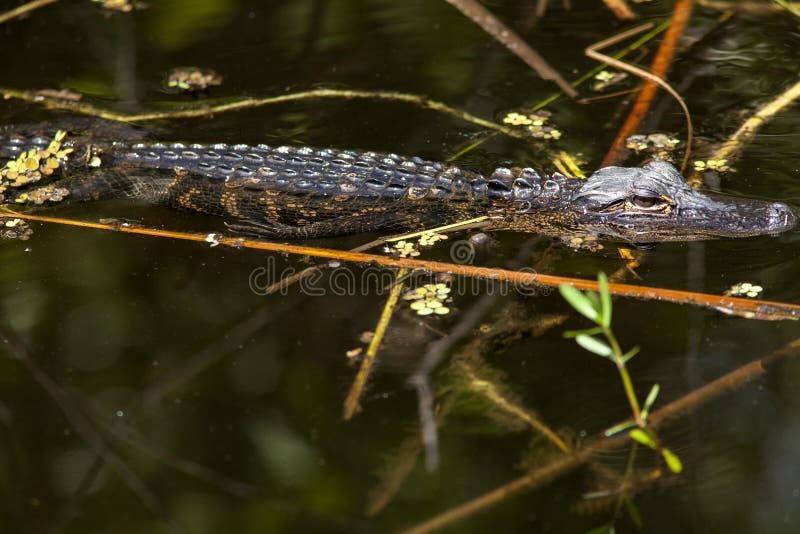 Baby Gator stock photo. Image of reptile, hatchling, alligator - 58471084