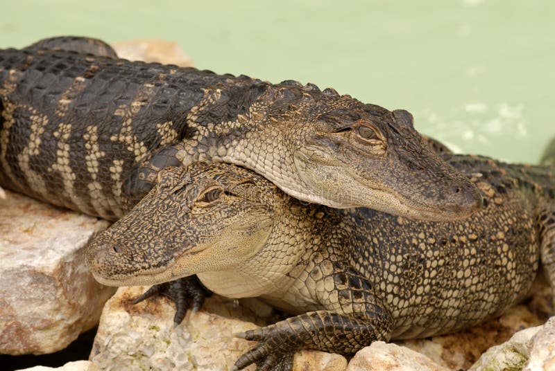 Baby Gators stock photo. Image of cayman, gator, reptile - 858726