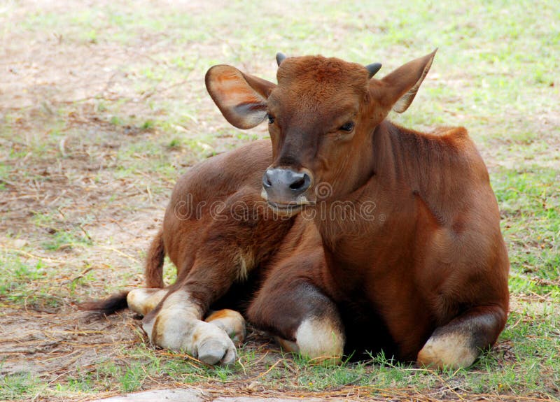 A baby gaur stock photo. Image of bison, grazing, habitat - 6276654