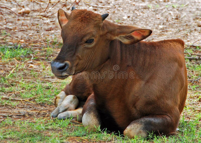 Baby Gaur resting stock photo. Image of asia, cattle - 13692196